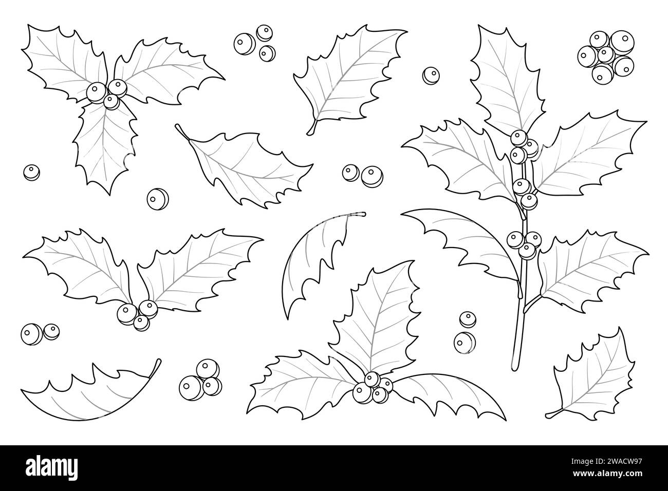 Christmas Holly Coloring Pages