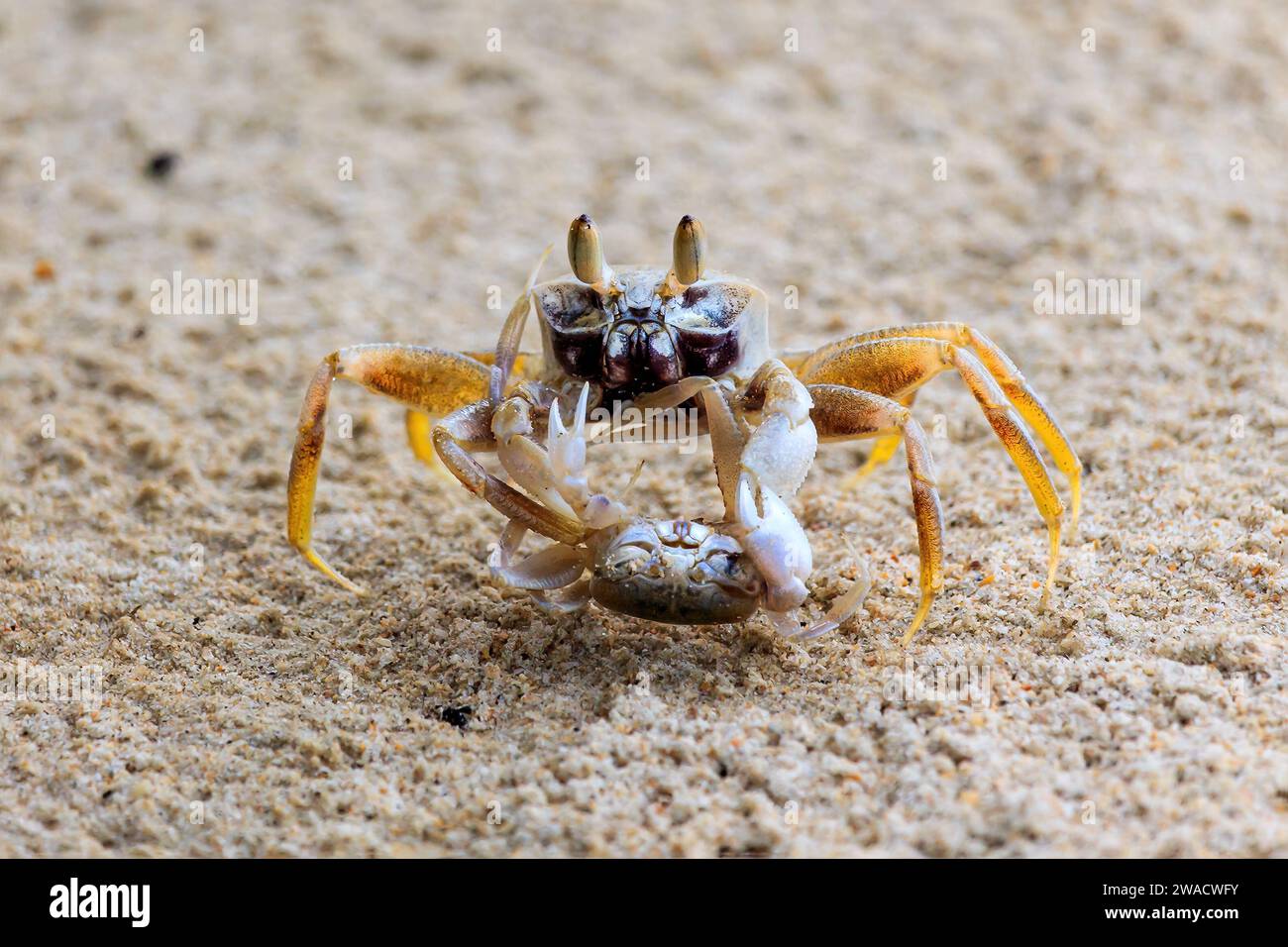 Two crabs fighting on beach, island of koh Phi Phi, Thailand. Larger crab holding smaller crab ...