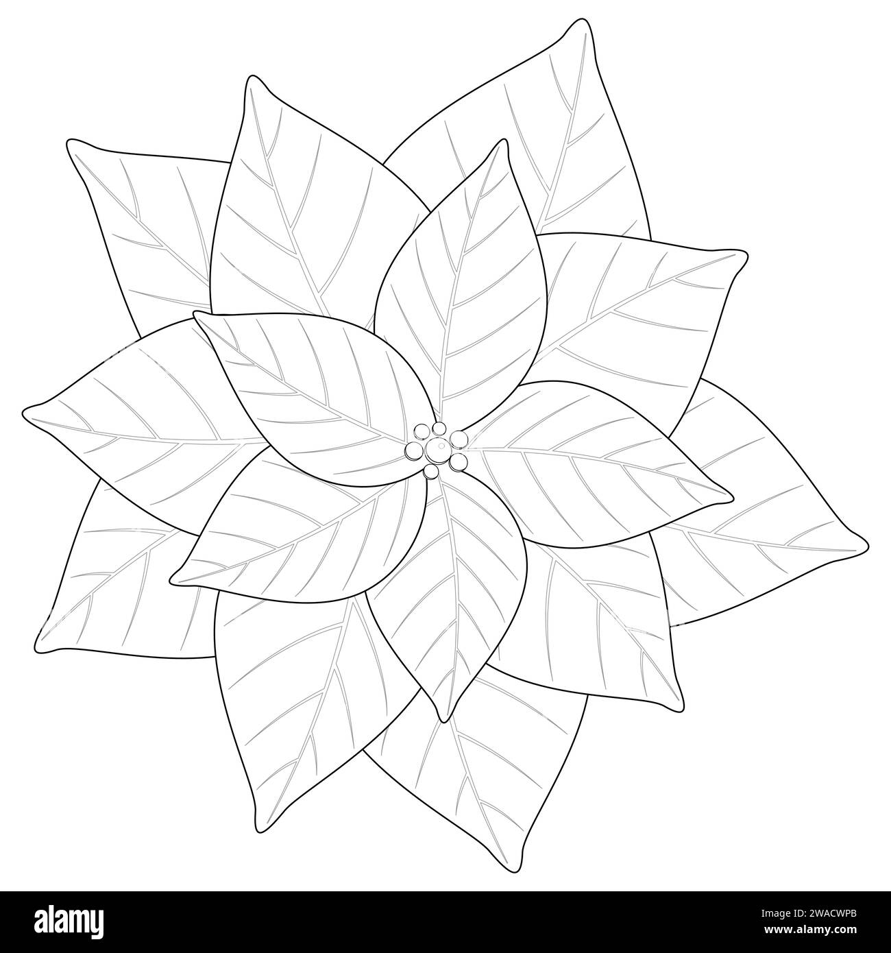 Poinsettia Coloring Page For Kids