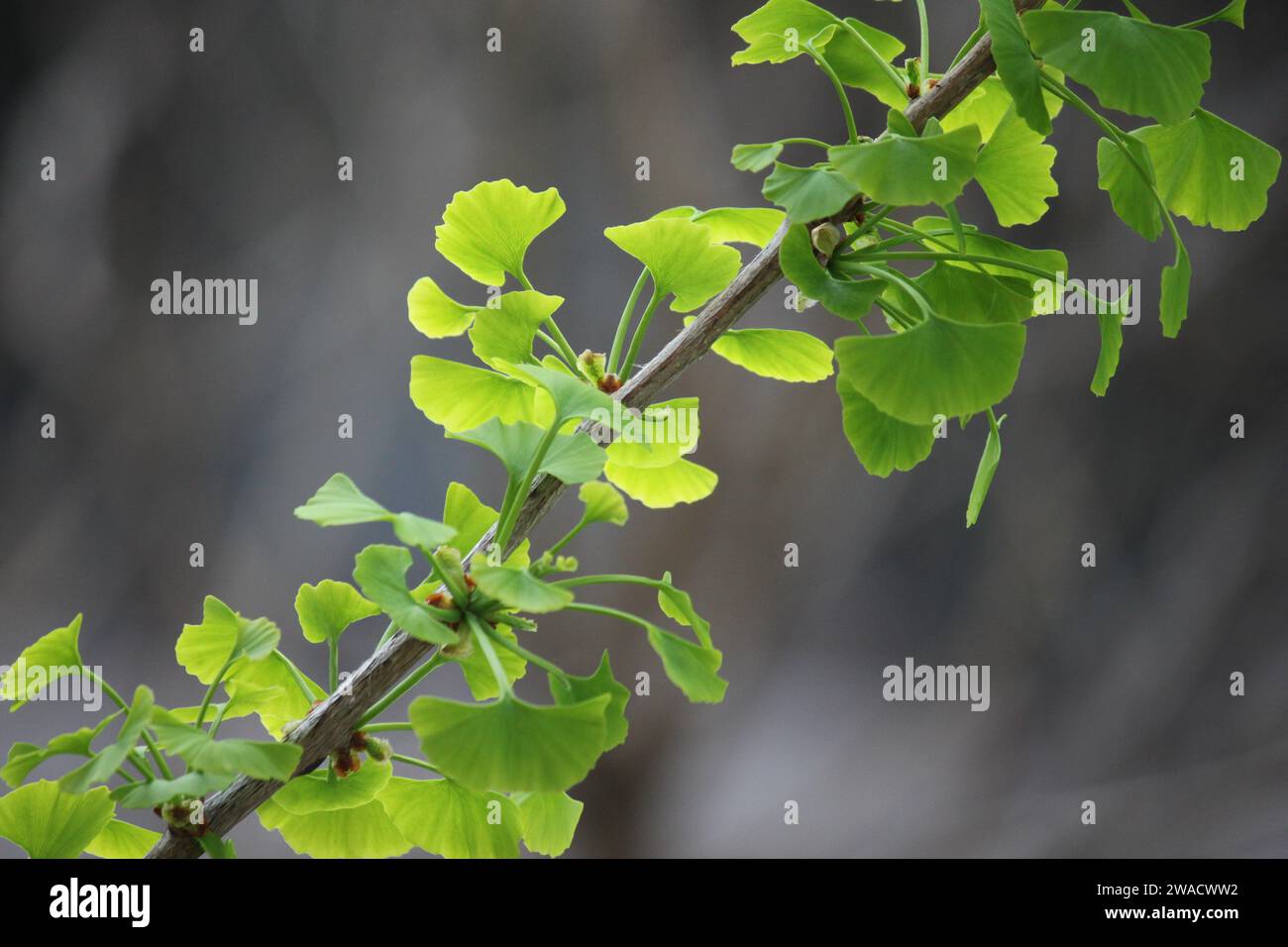 Gingko branch in diagonal with beautiful playful leaves Stock Photo - Alamy