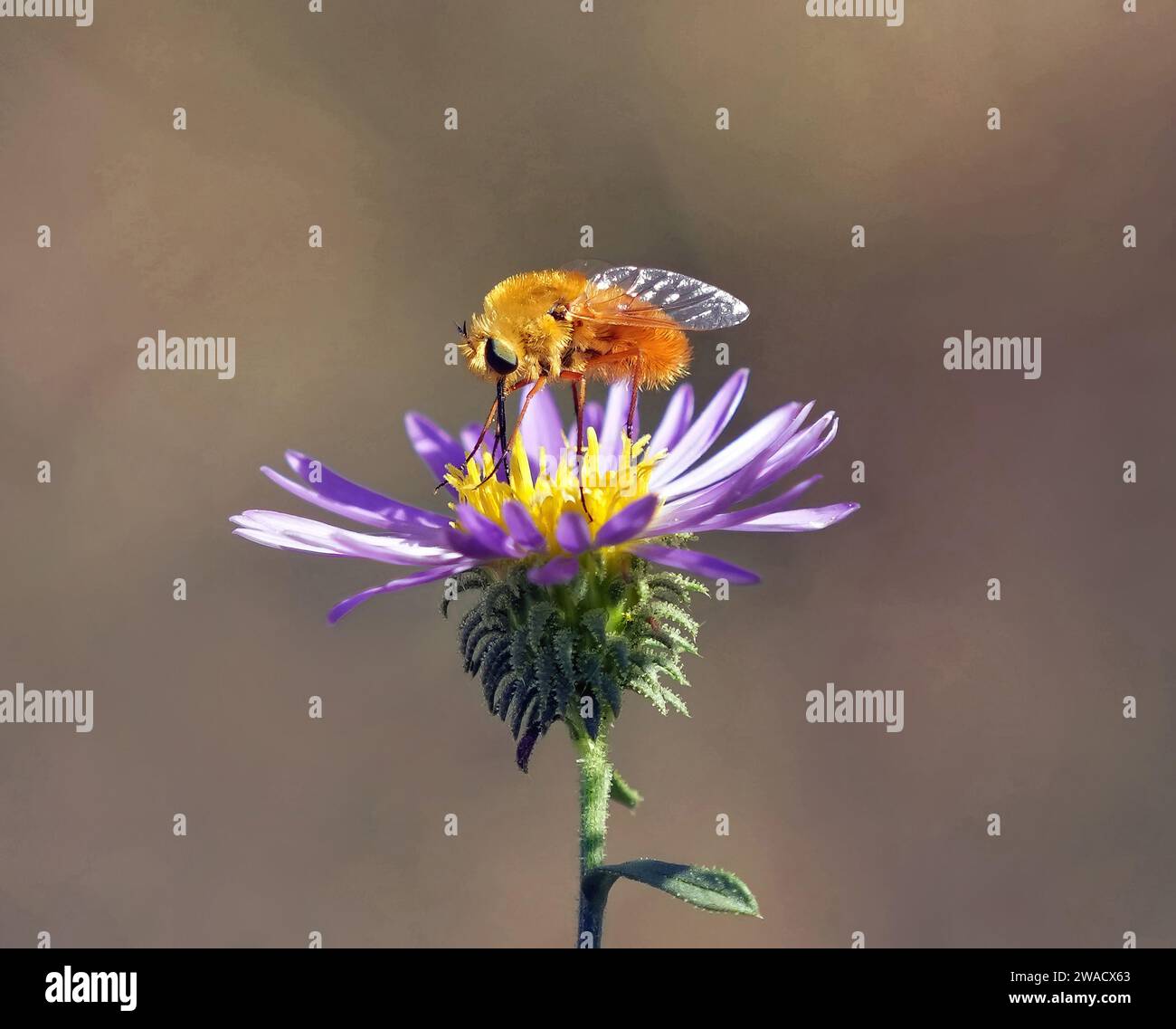A Bee-fly sipping the nectar of a wild Purple Aster flower in the woods ...
