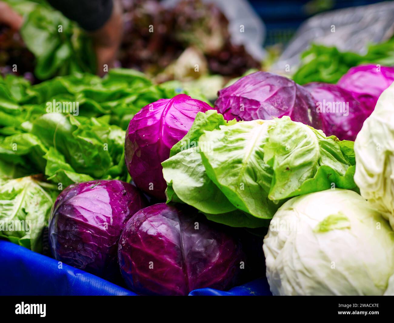 Cabbage and lettuce vegetables for sale close-up in street market stall ...