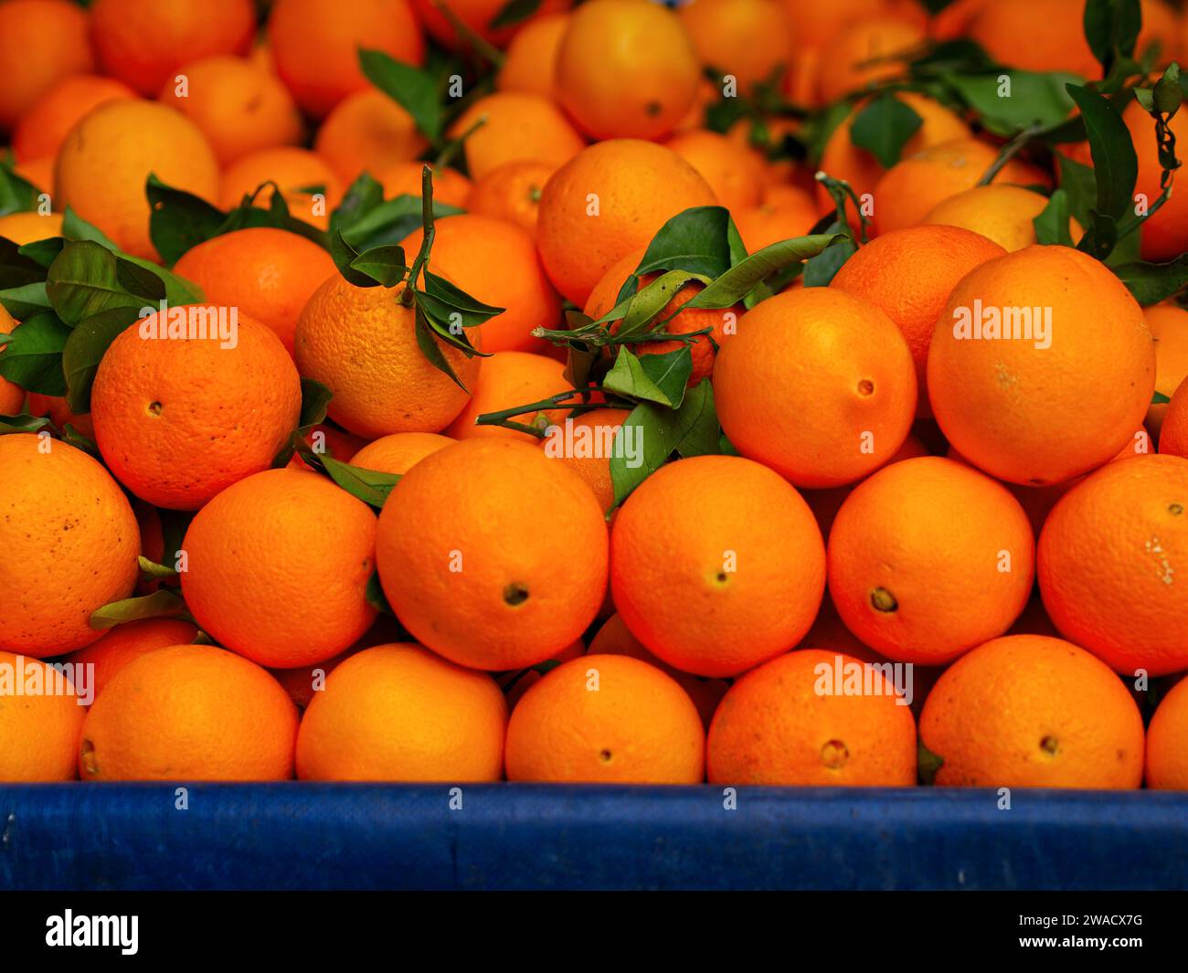 Group of orange fruits close-up in street market stall. High quality ...