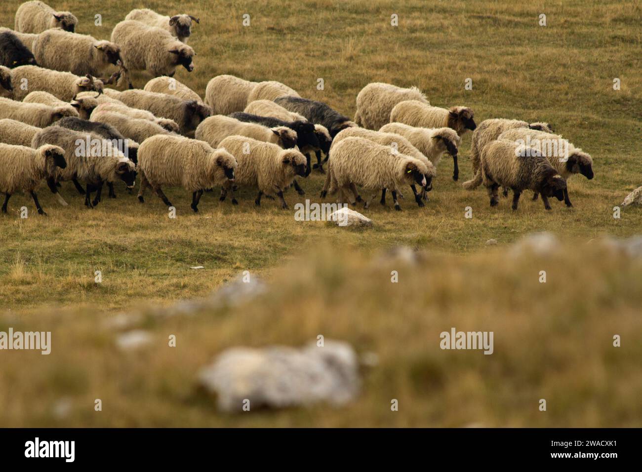 Sheep roaming alpine meadow Stock Photo - Alamy
