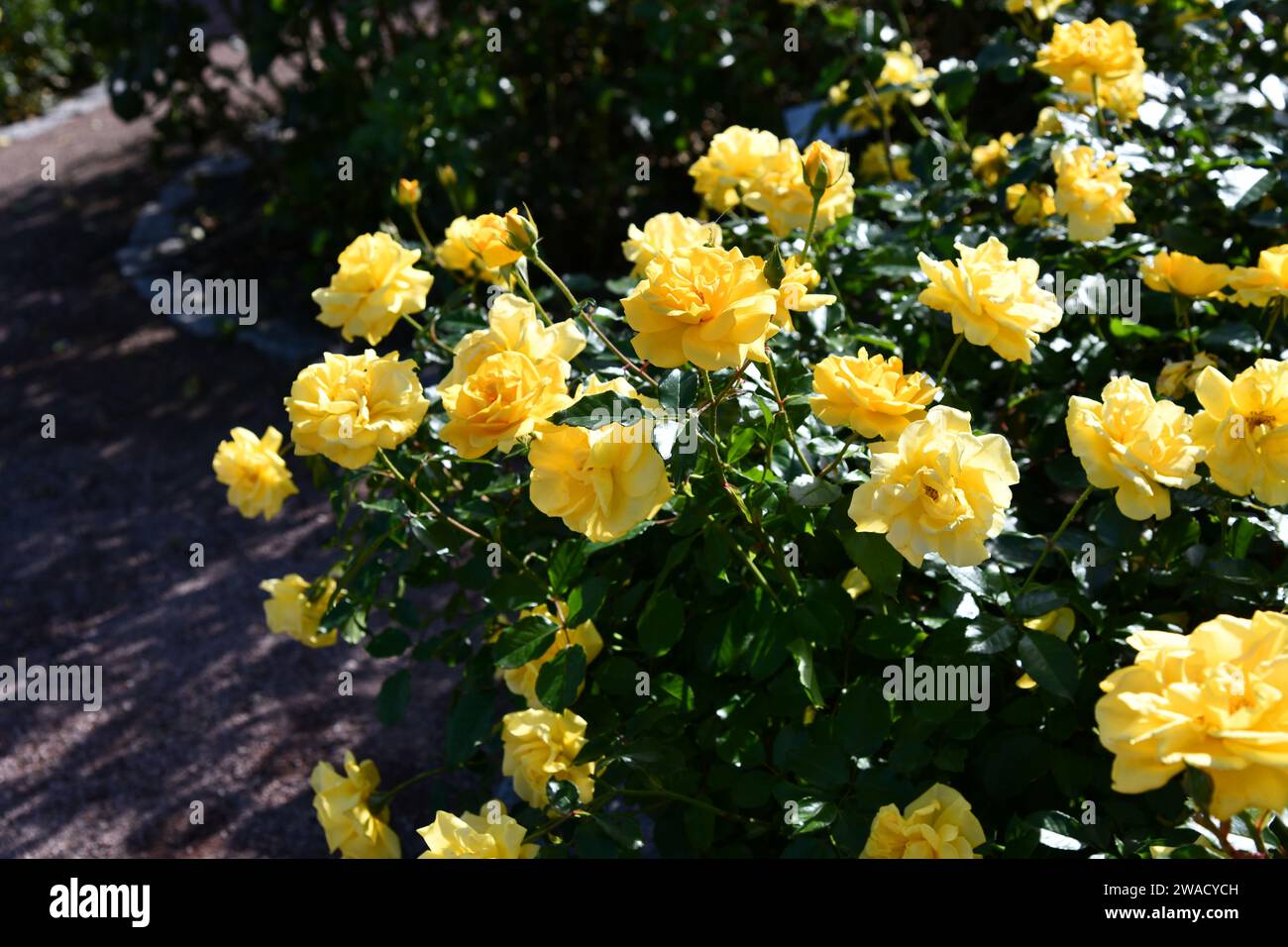 Floribunda rose bushes hi-res stock photography and images - Alamy