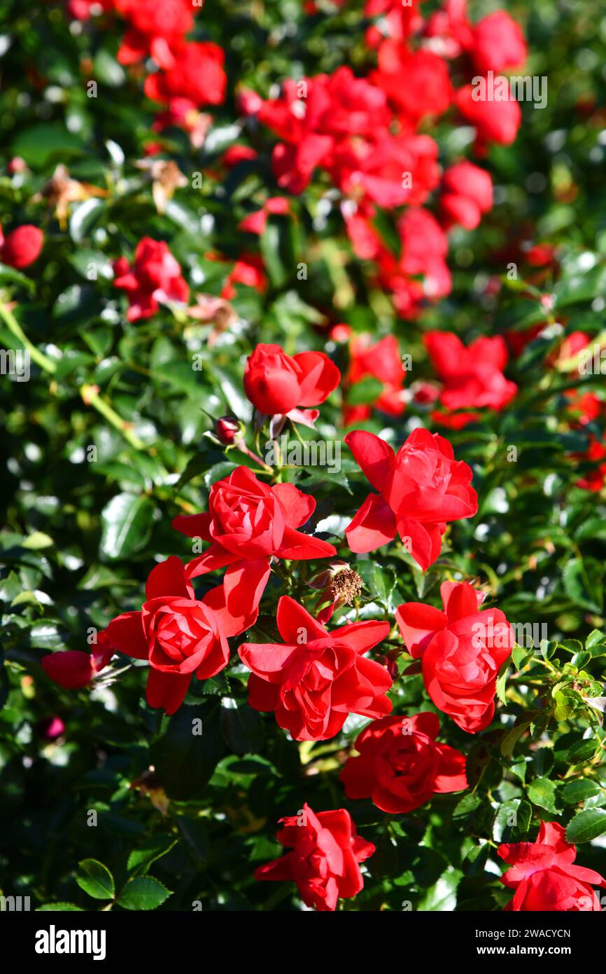 Floribunda rose bushes hi-res stock photography and images - Alamy