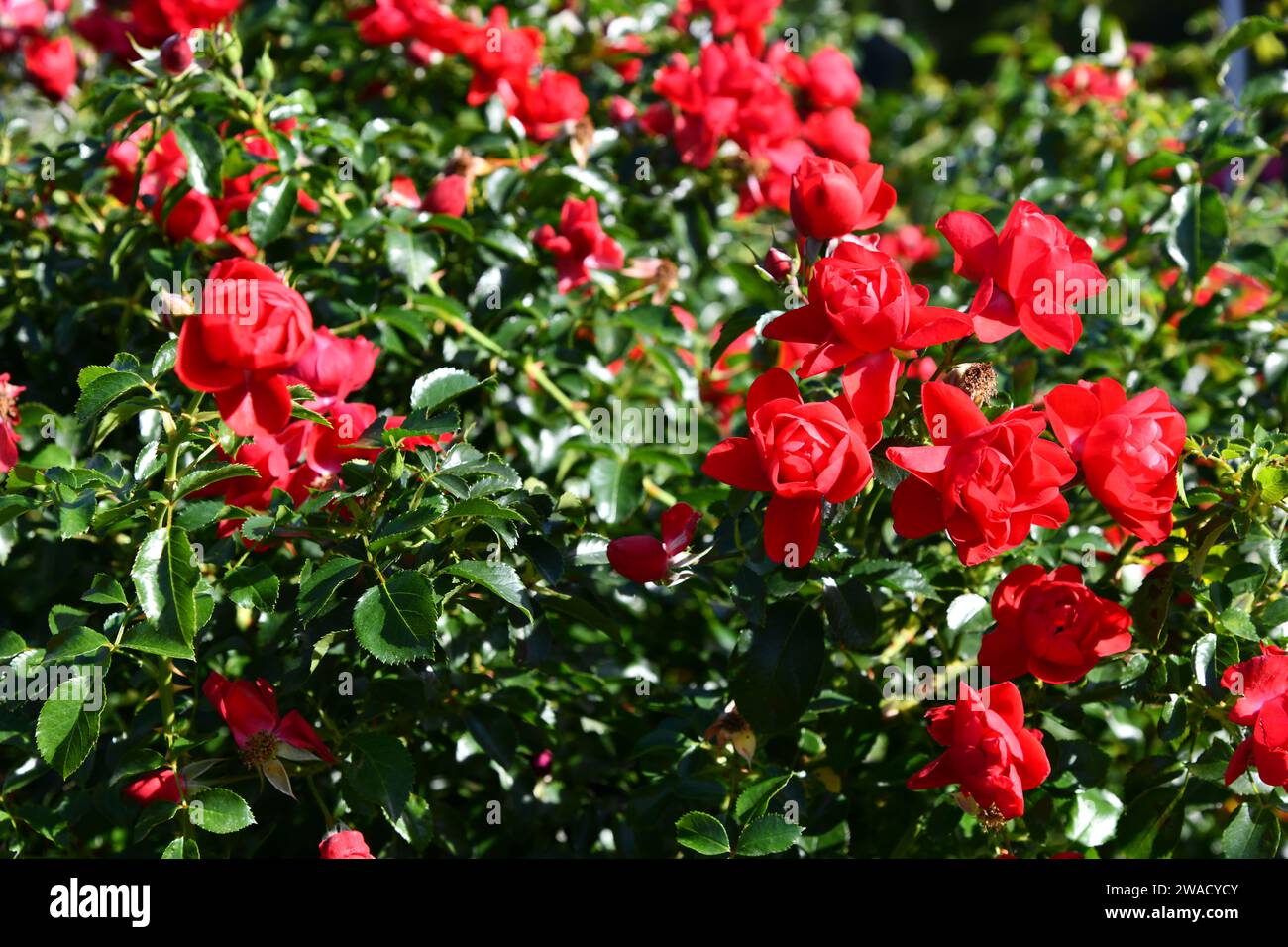 Floribunda rose bushes hi-res stock photography and images - Alamy