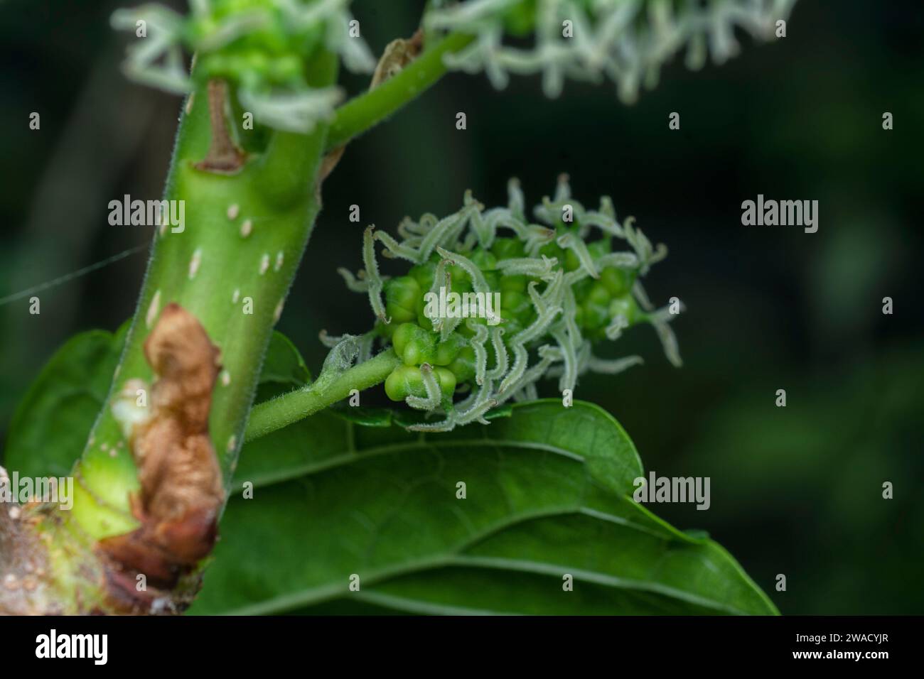 mulberry shoot sprouting from the stem Stock Photo - Alamy