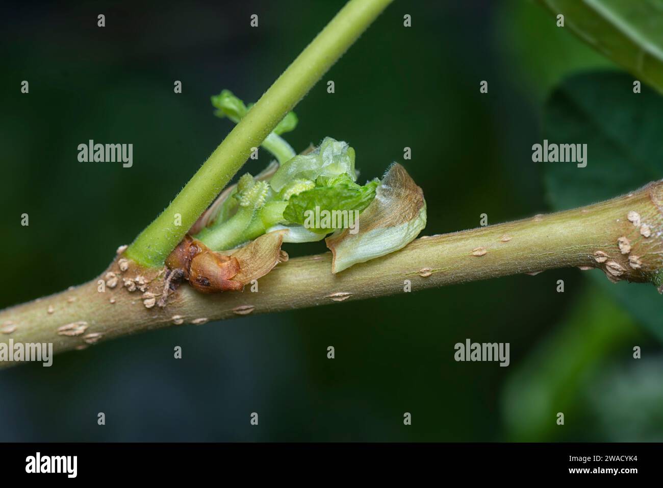 mulberry shoot sprouting from the stem Stock Photo - Alamy