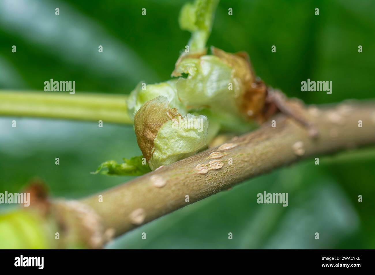 mulberry shoot sprouting from the stem Stock Photo - Alamy