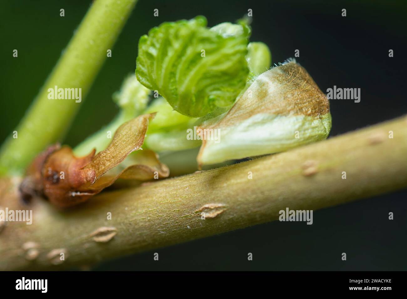 mulberry shoot sprouting from the stem Stock Photo - Alamy