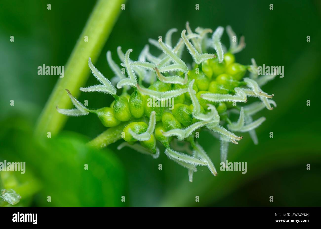 mulberry shoot sprouting from the stem Stock Photo - Alamy