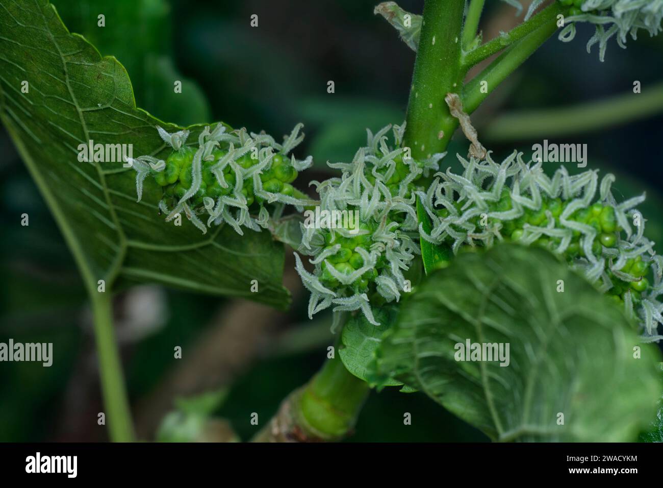 mulberry shoot sprouting from the stem Stock Photo - Alamy