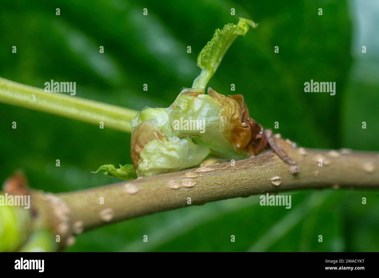 mulberry shoot sprouting from the stem Stock Photo - Alamy