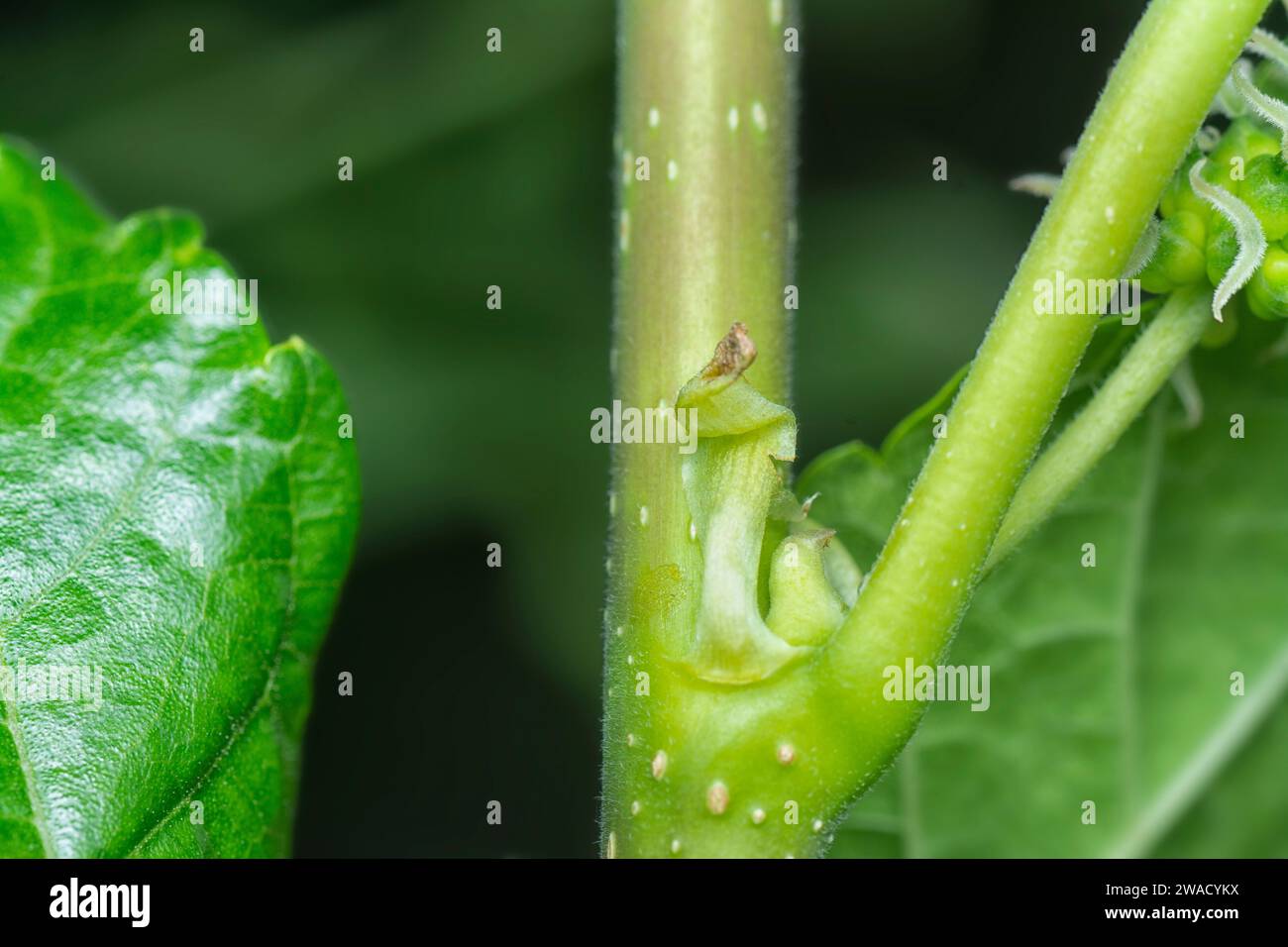 mulberry shoot sprouting from the stem Stock Photo - Alamy