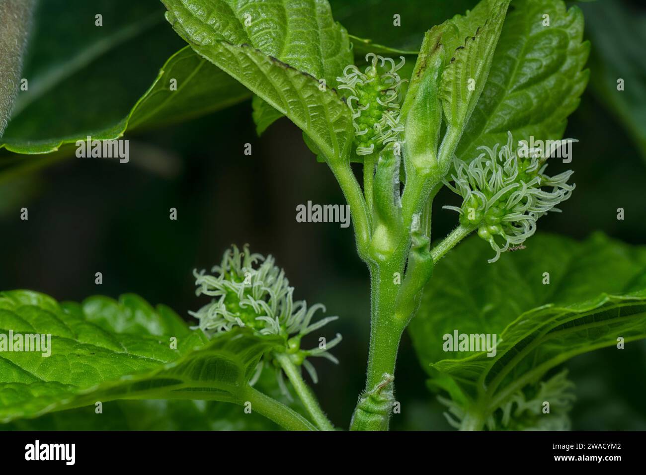 mulberry shoot sprouting from the stem Stock Photo - Alamy