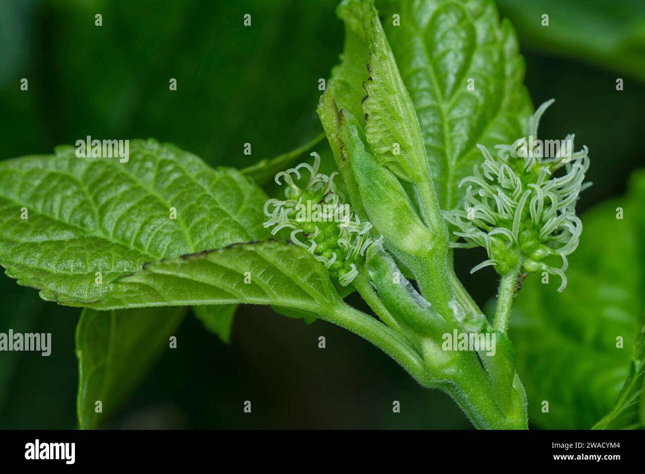 mulberry shoot sprouting from the stem Stock Photo - Alamy