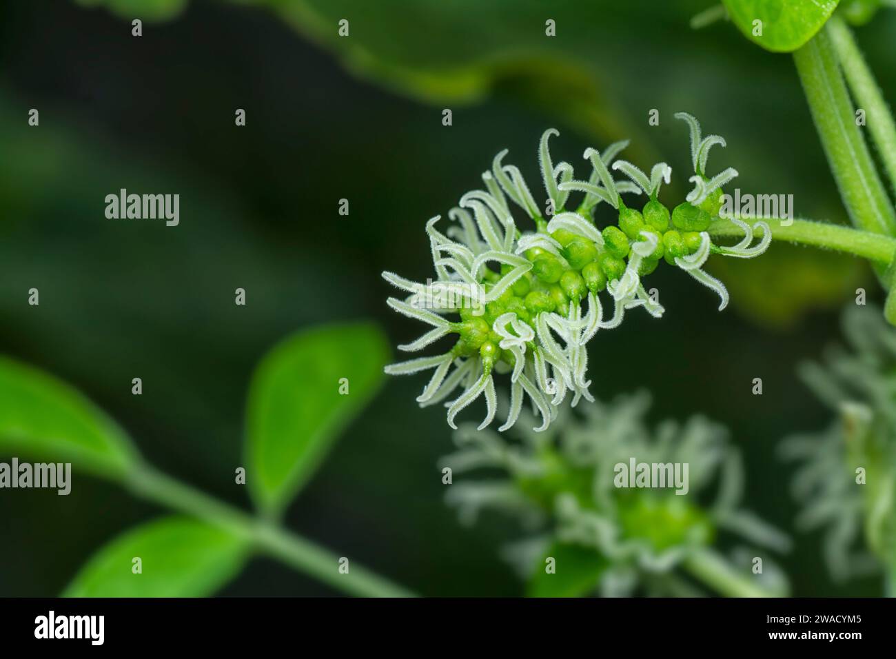 mulberry shoot sprouting from the stem Stock Photo - Alamy