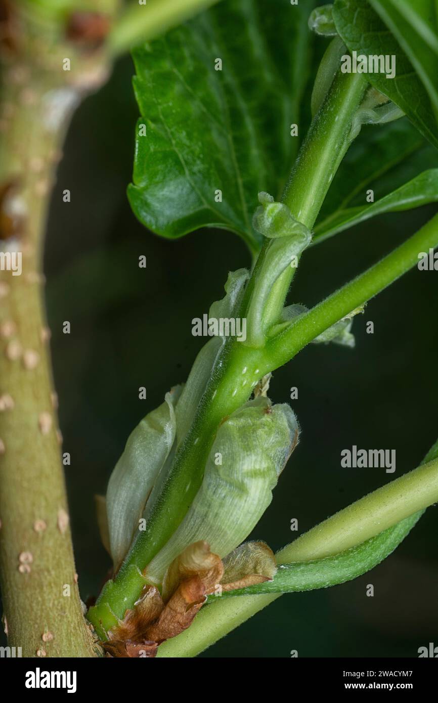 Sprout mulberry hi-res stock photography and images - Alamy