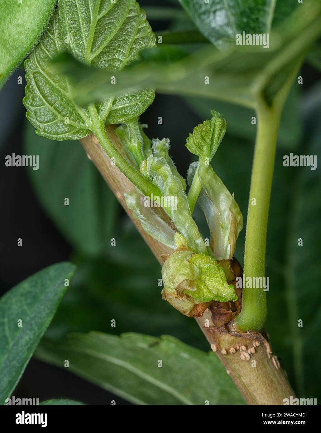 mulberry shoot sprouting from the stem Stock Photo - Alamy