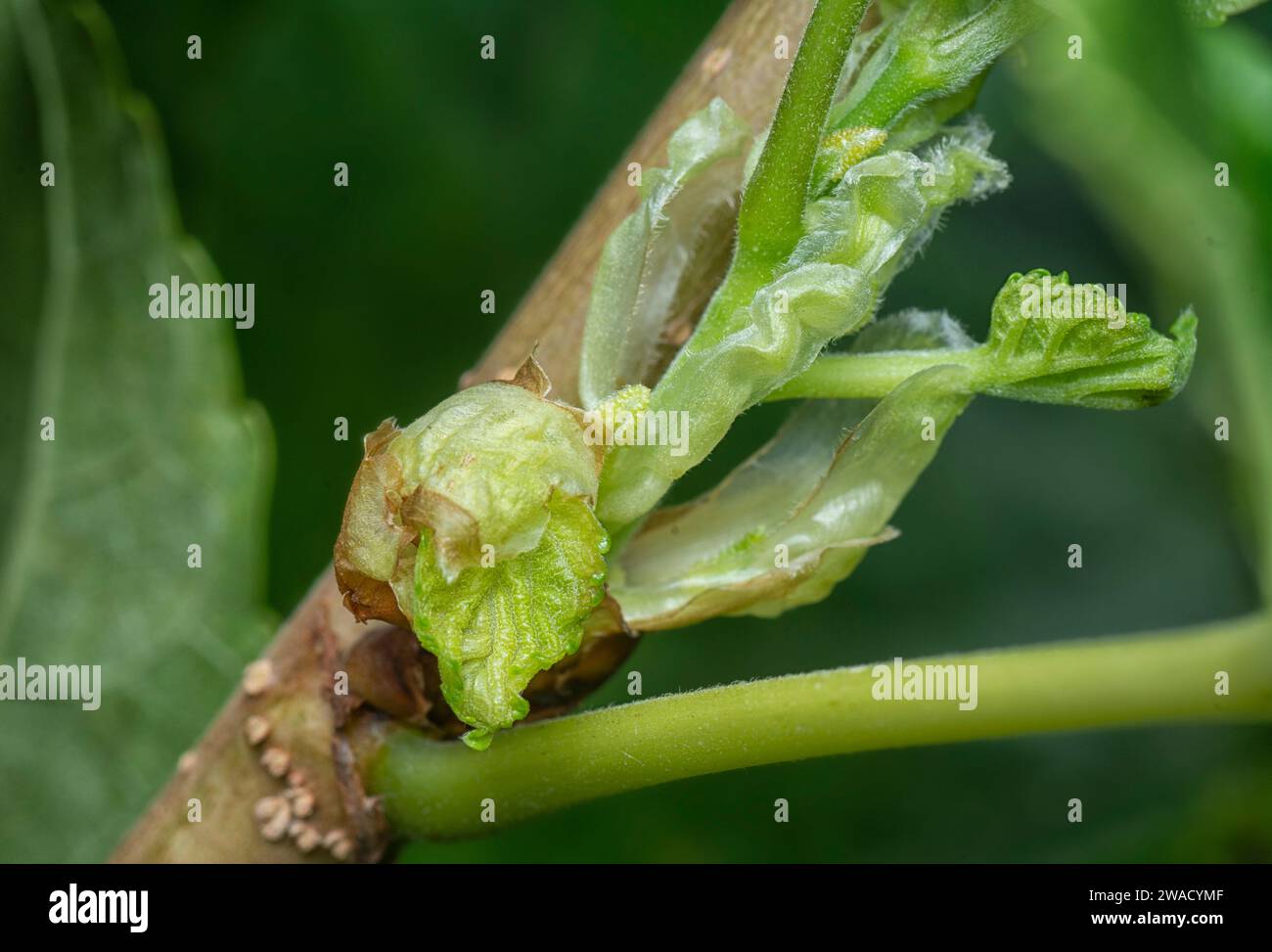 mulberry shoot sprouting from the stem Stock Photo - Alamy