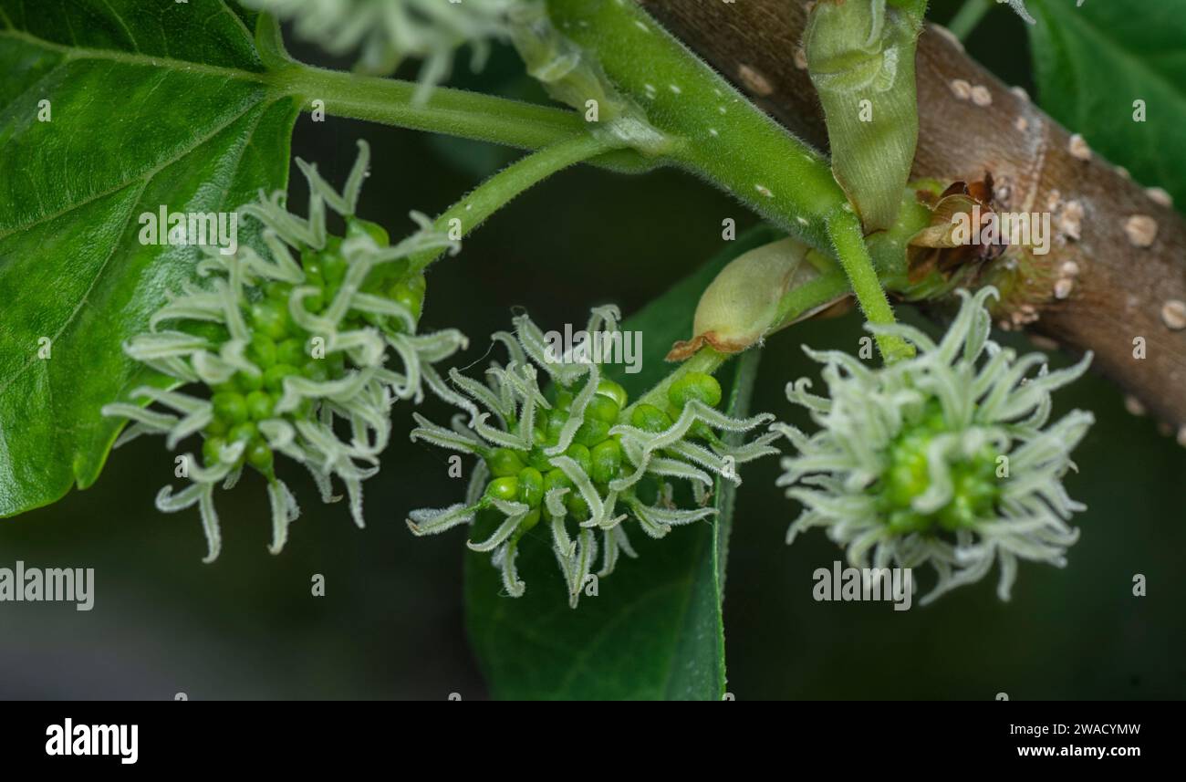 mulberry shoot sprouting from the stem Stock Photo - Alamy