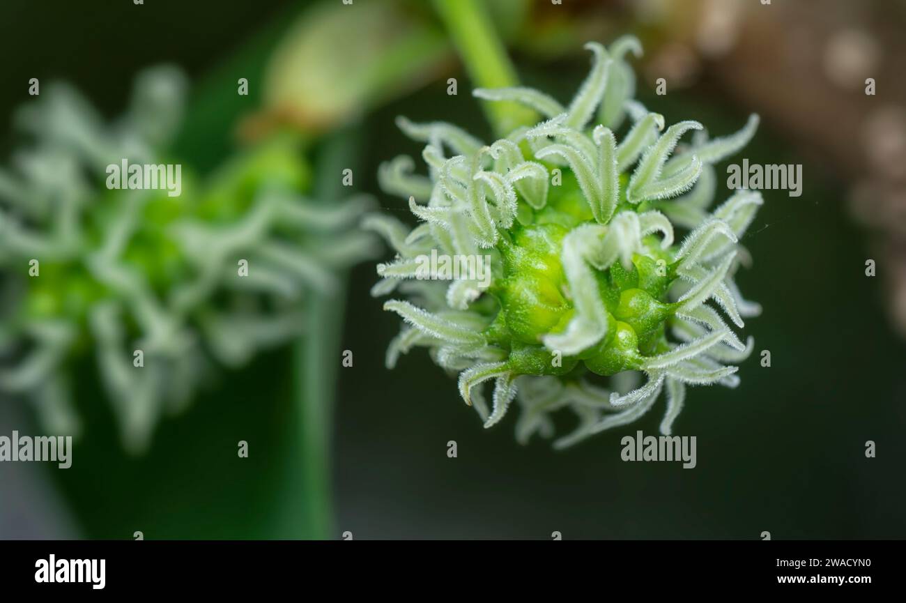 mulberry shoot sprouting from the stem Stock Photo - Alamy