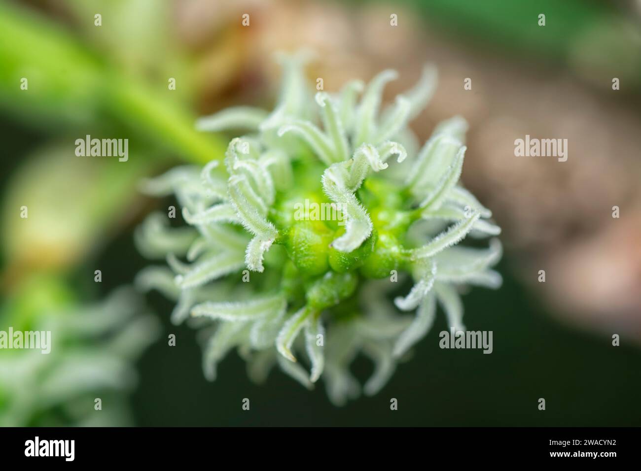 mulberry shoot sprouting from the stem Stock Photo - Alamy