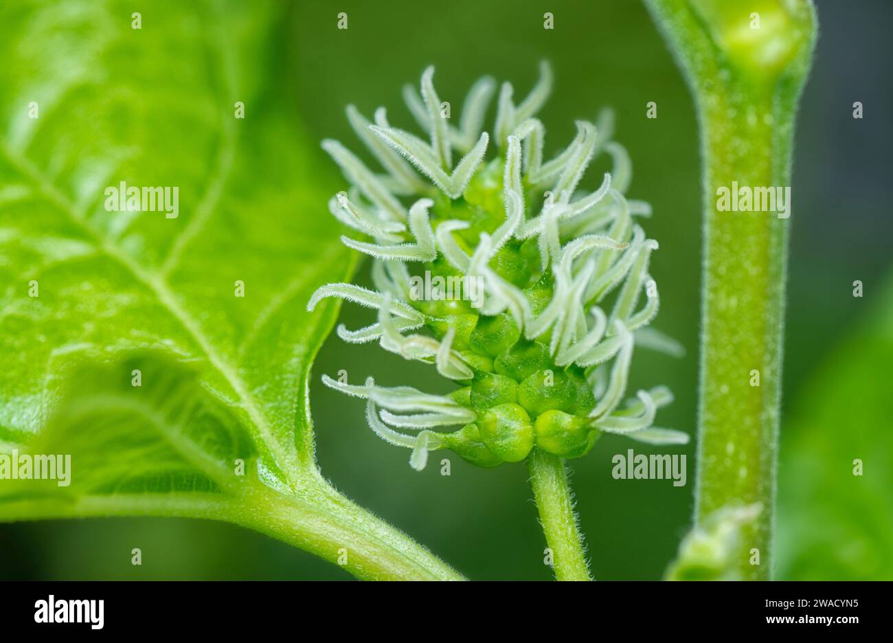 mulberry shoot sprouting from the stem Stock Photo - Alamy