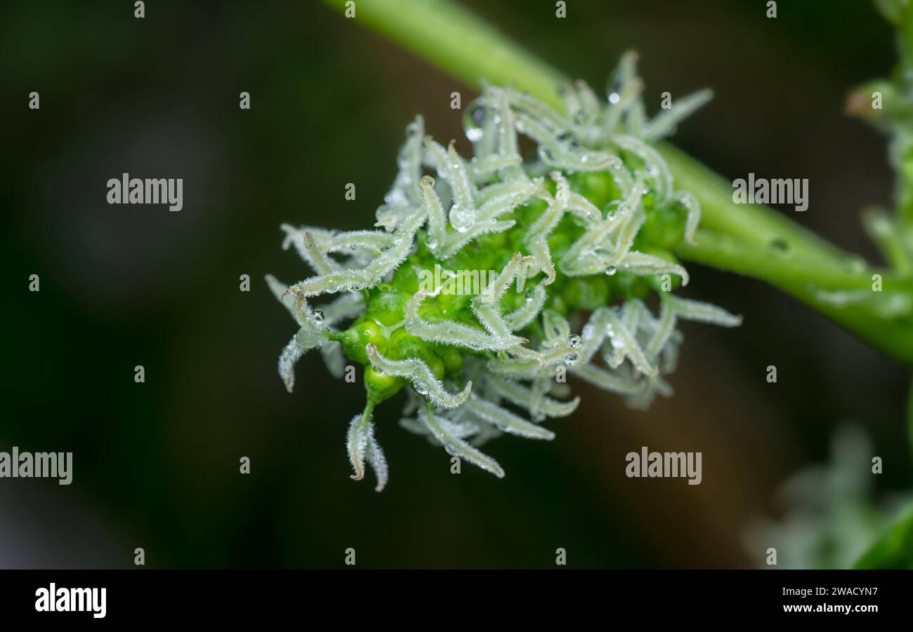 mulberry shoot sprouting from the stem Stock Photo - Alamy
