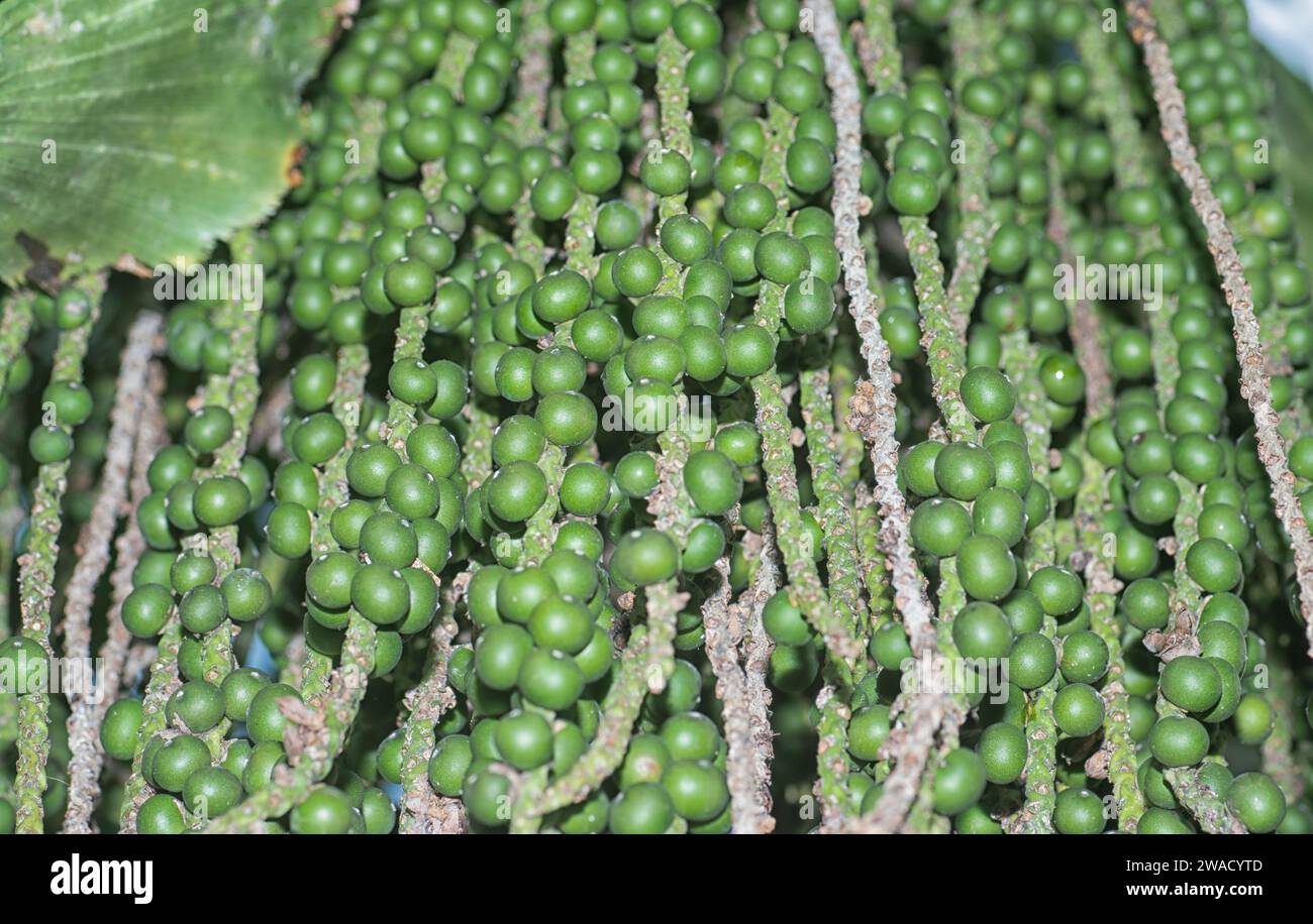 cluster of Caryota mitis fruits - round-shaped fruits Stock Photo - Alamy