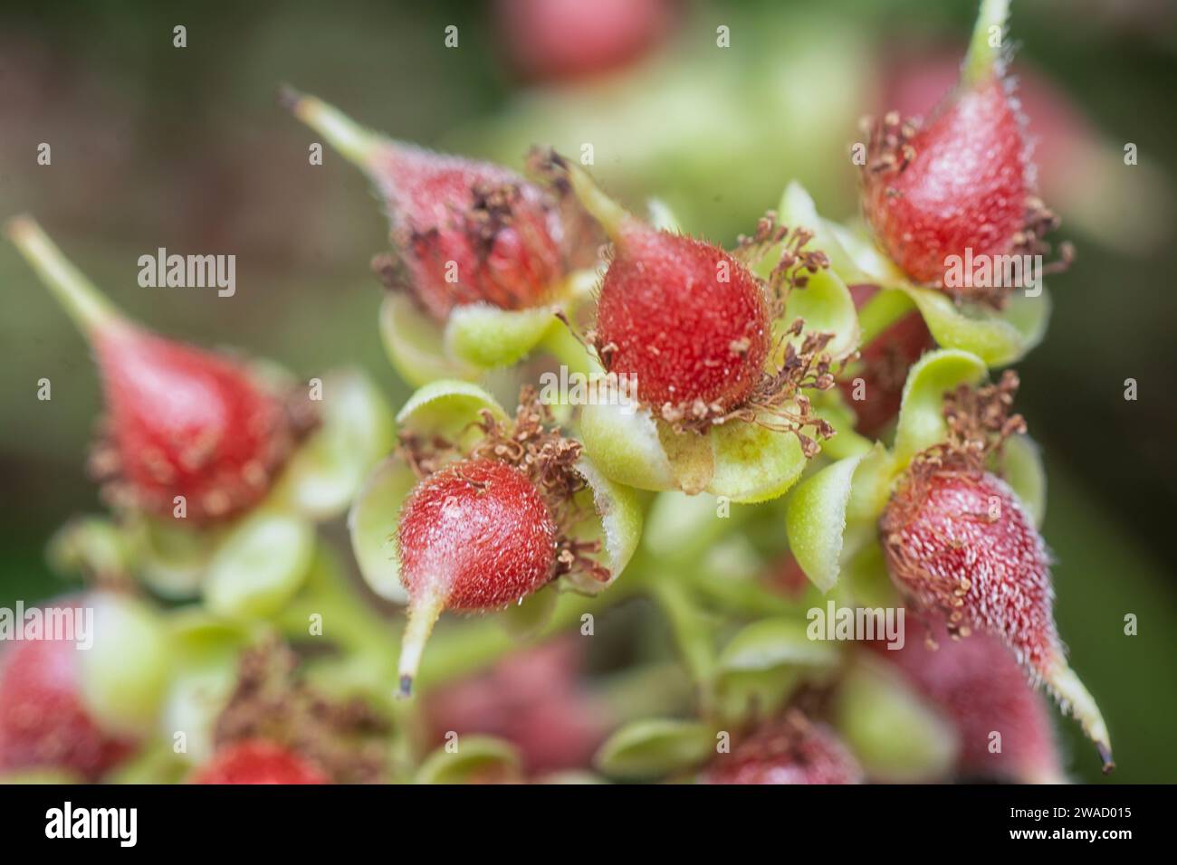 close shot cluster of the tetracera sarmentosa flower plant Stock Photo ...
