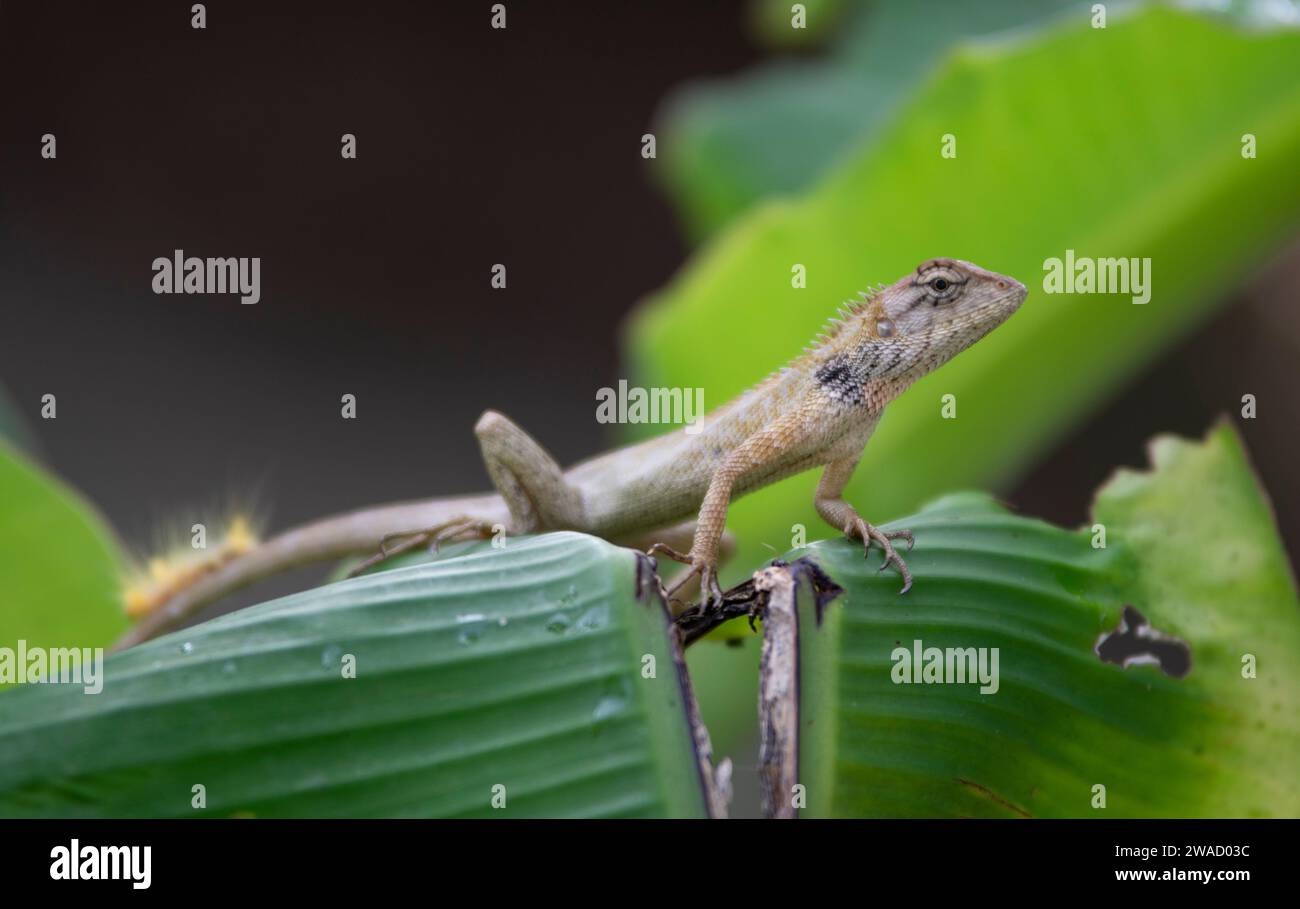 oriental garden lizard resting on the banana leaf Stock Photo - Alamy