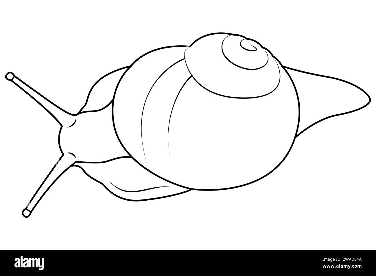 Garden snail line art. Vector elements isolated on white background ...