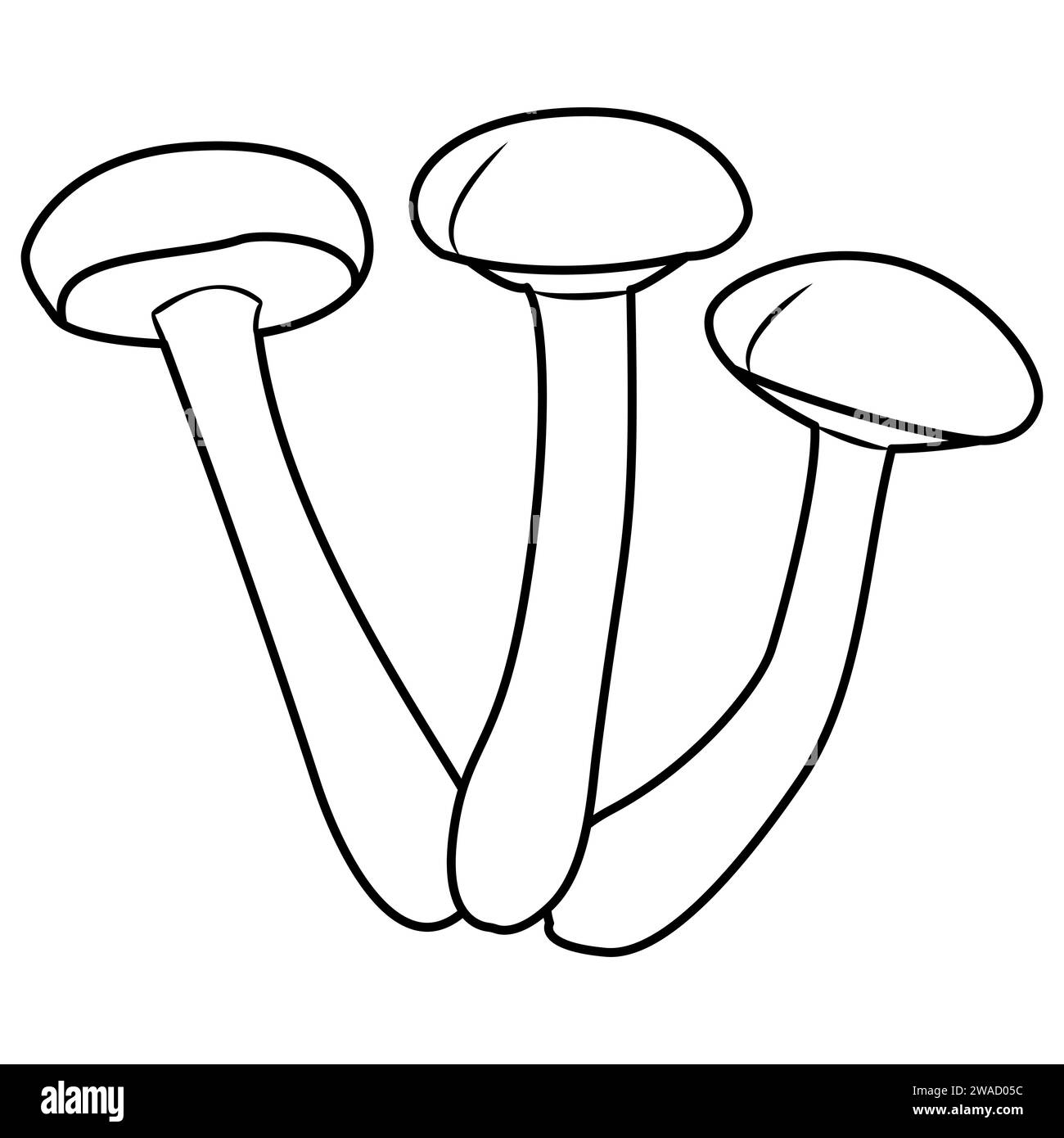 Honey agaric. Fresh shimeji mushrooms. white button isolated. Vintage ...