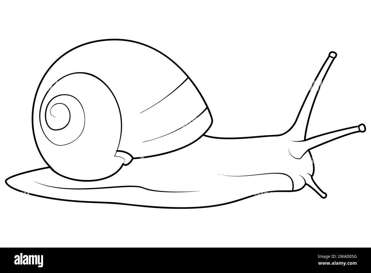 Garden snail line art. Vector elements isolated on white background ...