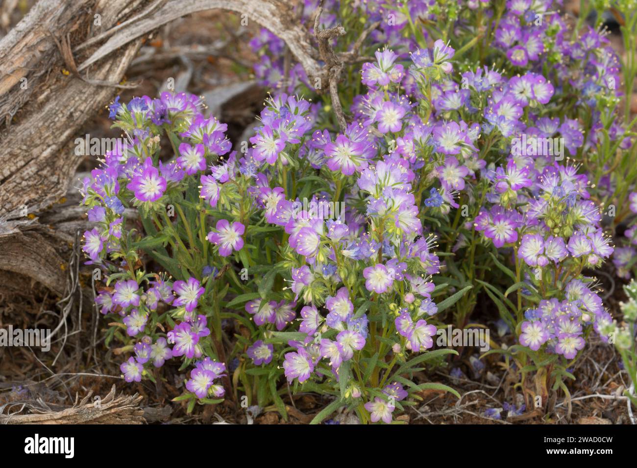 Sagebrush flower nevada hi-res stock photography and images - Alamy
