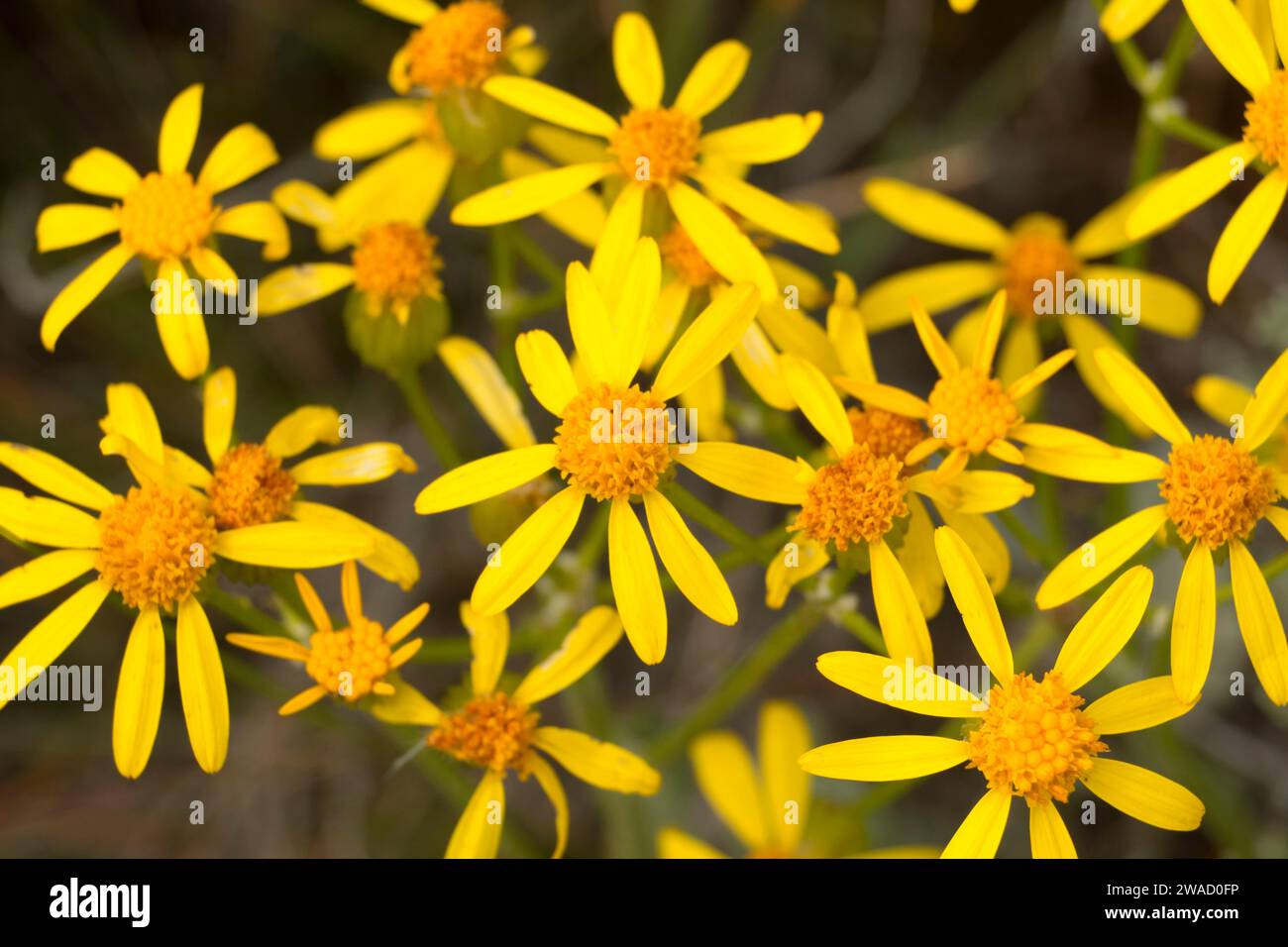 Yellow flowers, Sheldon National Wildlife Refuge, Nevada Stock Photo ...