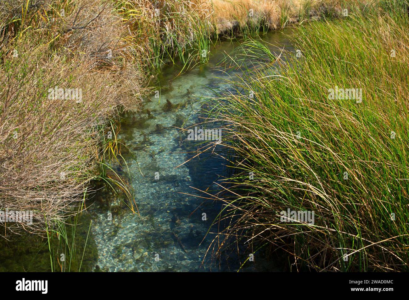 Crystal stream from Crystal Boardwalk, Ash Meadows National Wildlife ...