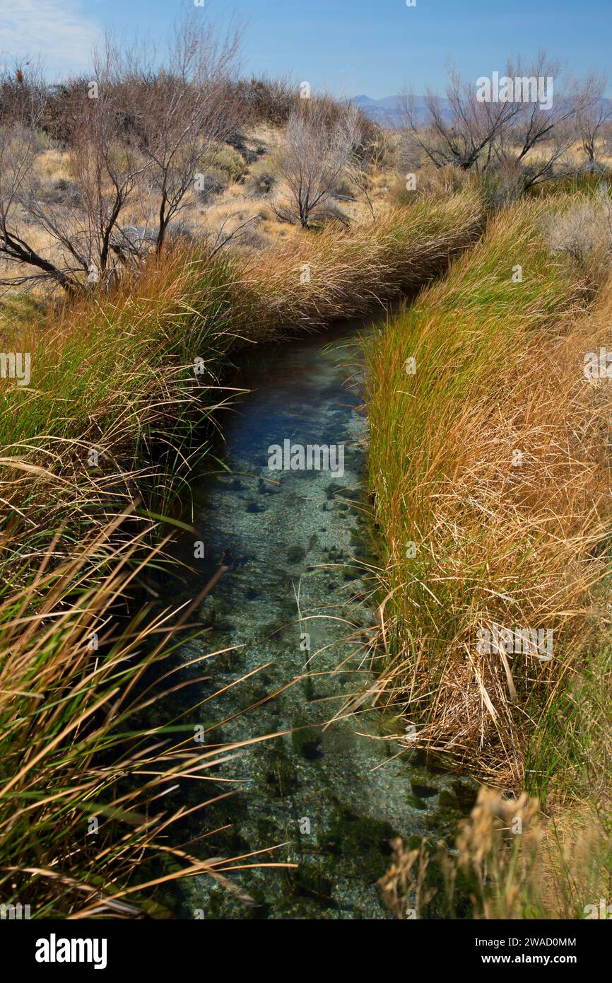 Crystal stream from Crystal Boardwalk, Ash Meadows National Wildlife ...