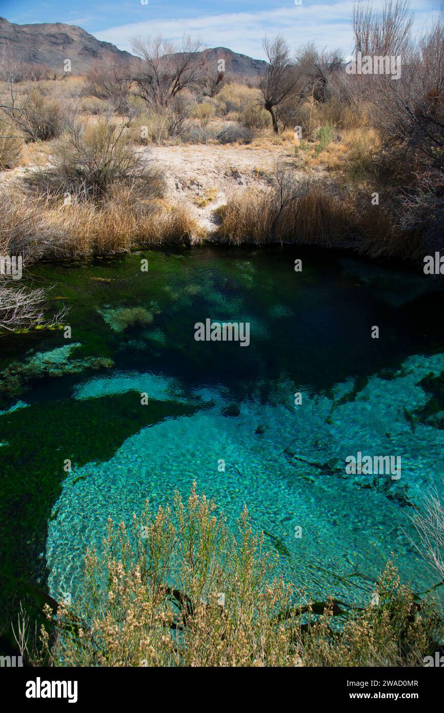 Crystal Spring from Crystal Boardwalk, Ash Meadows National Wildlife ...