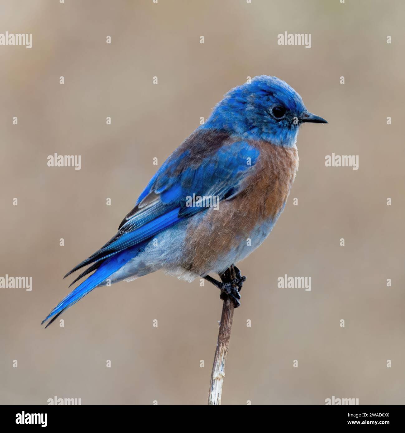 Western bluebird adult male perched on low shrub. Mission Peak Regional ...