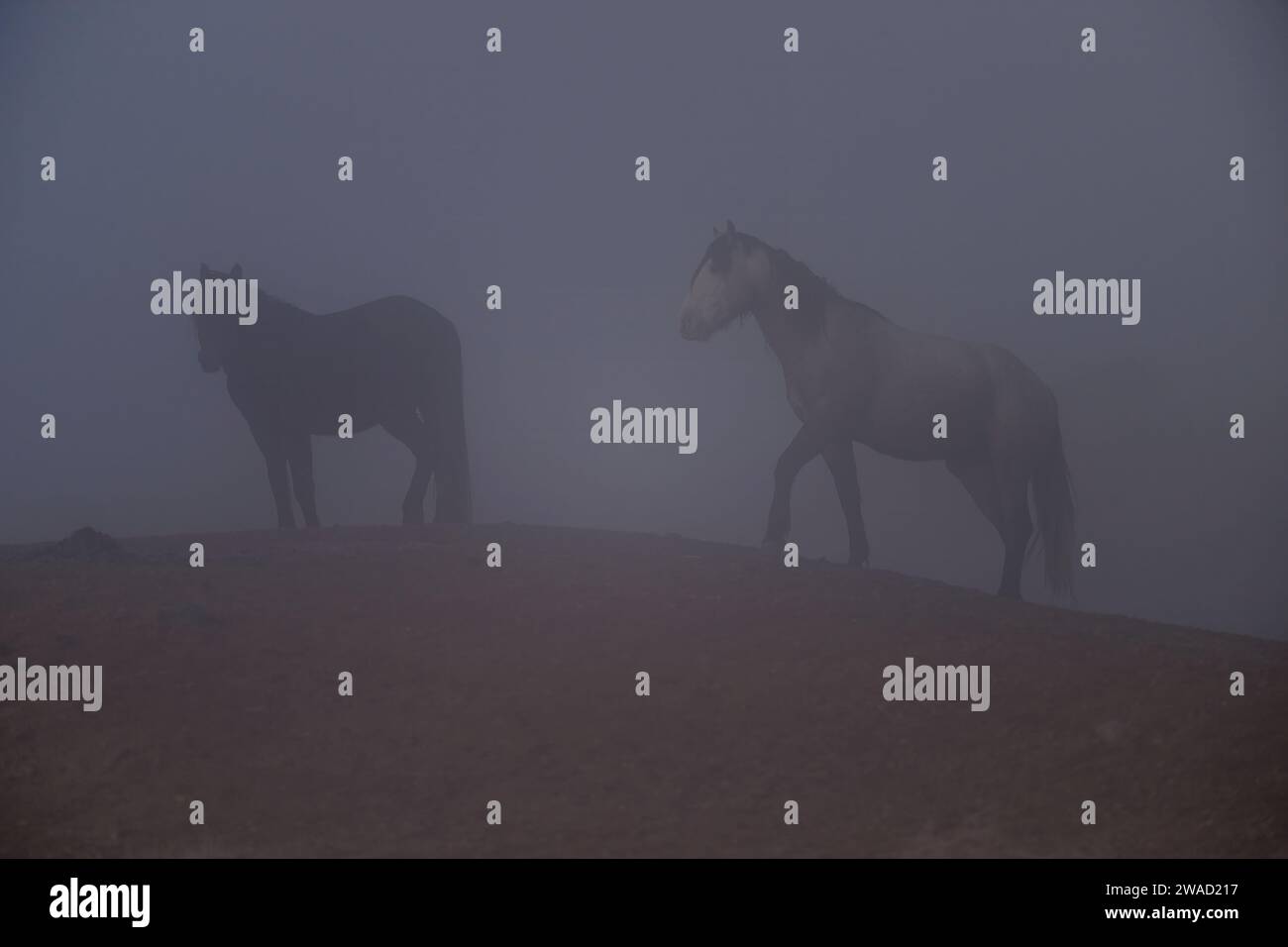 Wild horses in Utah Stock Photo - Alamy