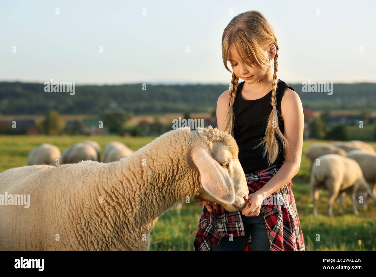 Girl feeding sheep hi-res stock photography and images - Alamy