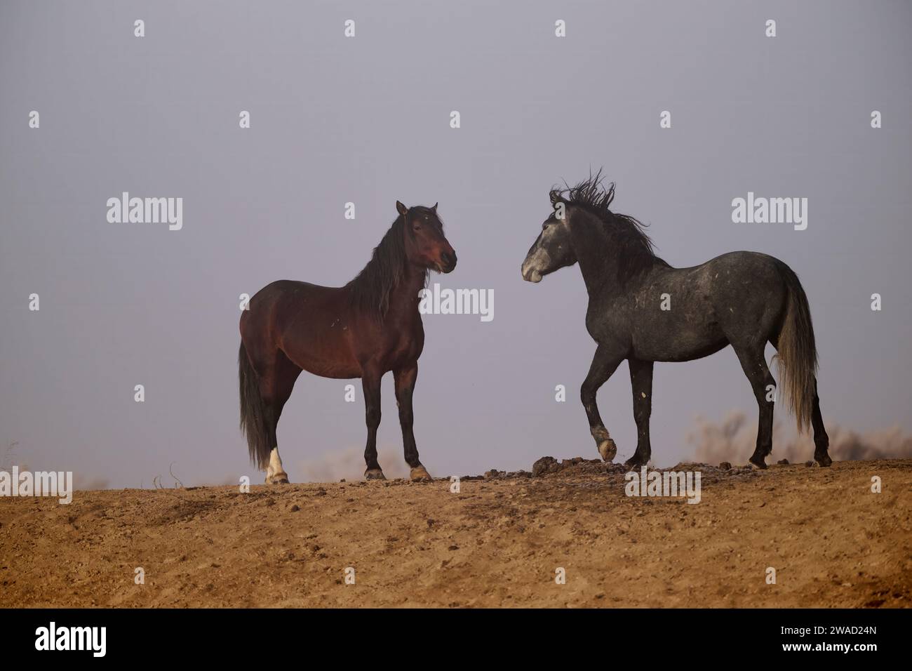 Wild horses in Utah Stock Photo - Alamy
