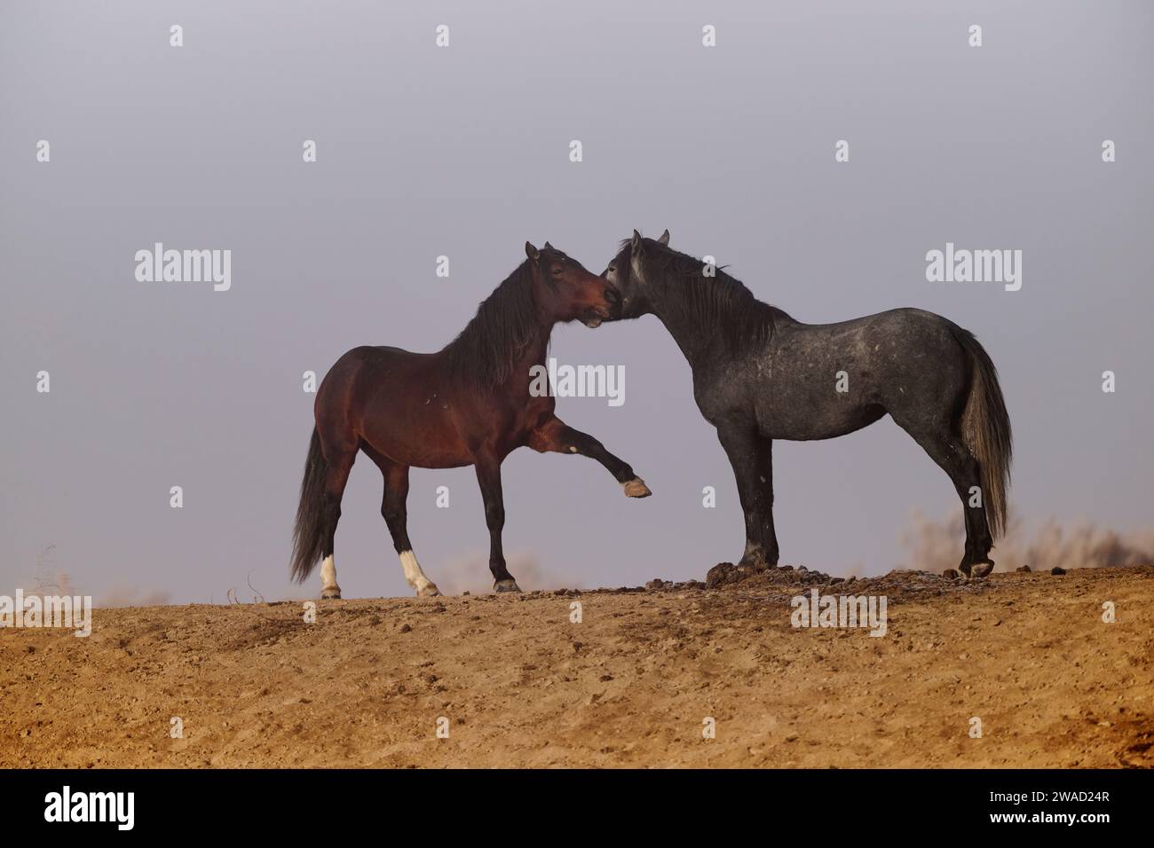 Wild horses in Utah Stock Photo - Alamy