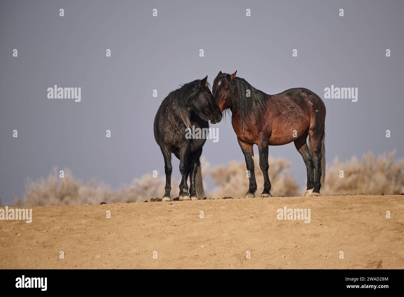 Wild horses in Utah Stock Photo - Alamy