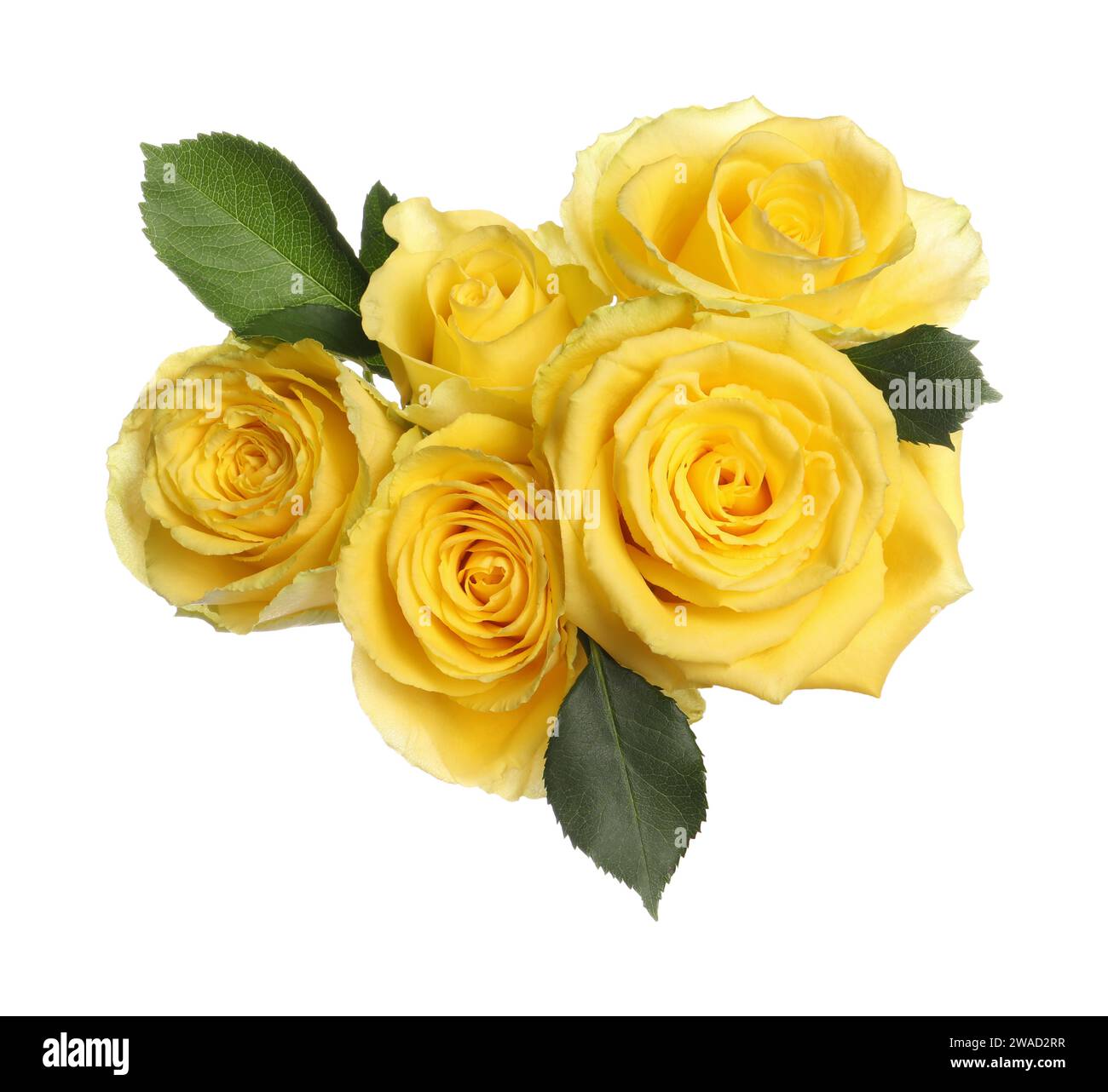 Beautiful fresh yellow roses with leaves isolated on white Stock Photo ...