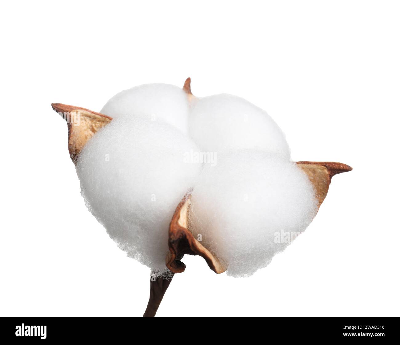 Beautiful fluffy cotton flower isolated on white Stock Photo - Alamy