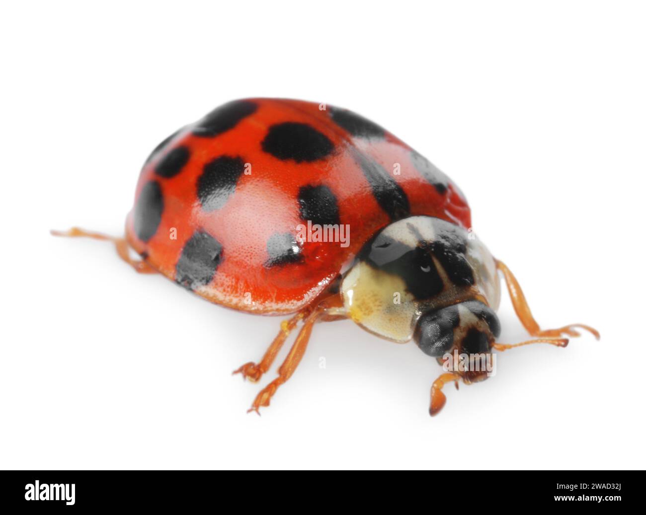 Little red ladybug Cut Out Stock Images & Pictures - Alamy